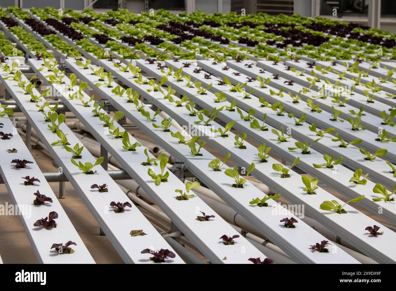 Rows of young lettuce in hydroponic farming system Stock Photo - Alamy