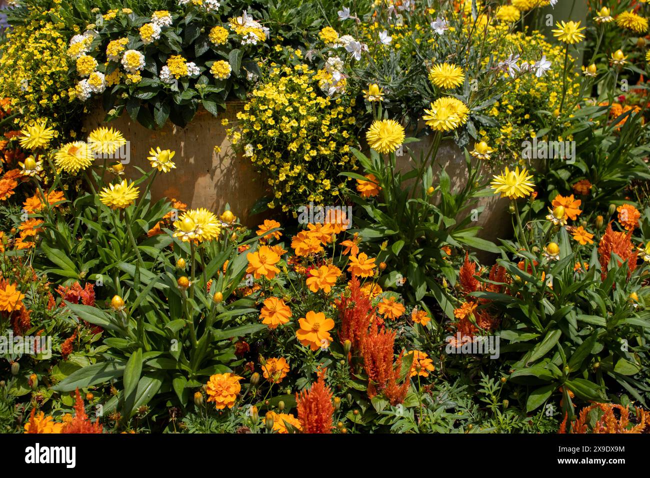 Mixed variety flowers hi-res stock photography and images - Alamy