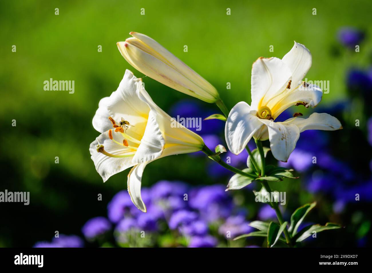Ivory white flower of Hemerocallis Arctic Snow plant, know as daylily ...