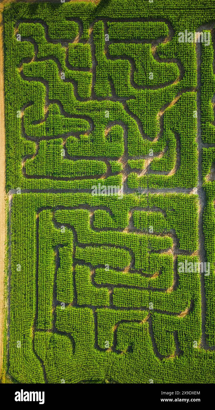 Intricate Corn Maze Design from Above in Lush Green Field Stock Photo ...