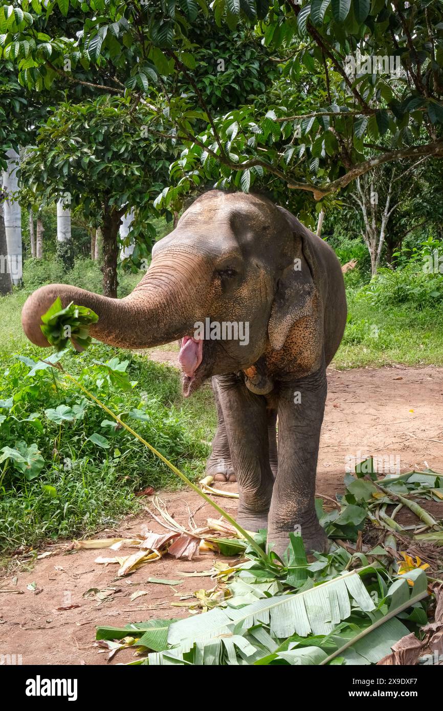 Elephant eating banana trunk in hi-res stock photography and images - Alamy