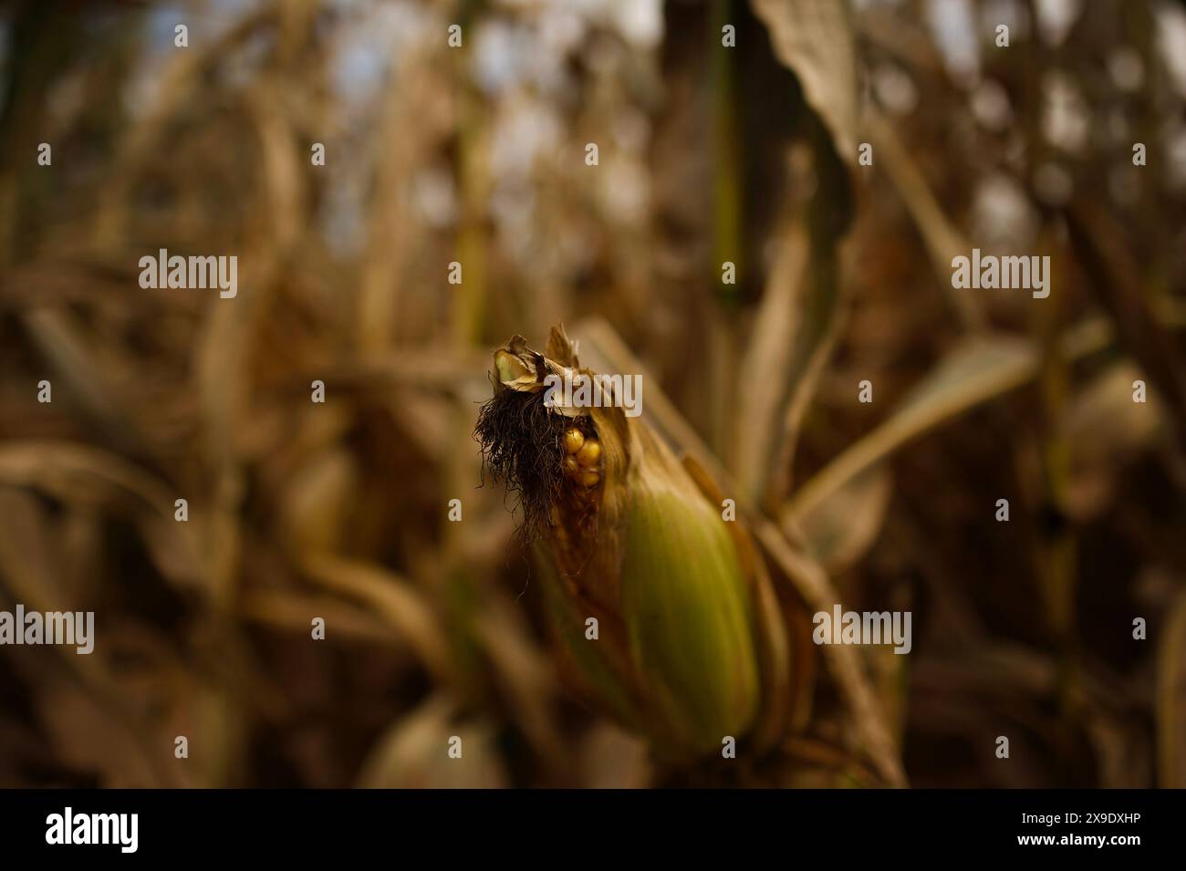 Native american corn field hi-res stock photography and images - Alamy