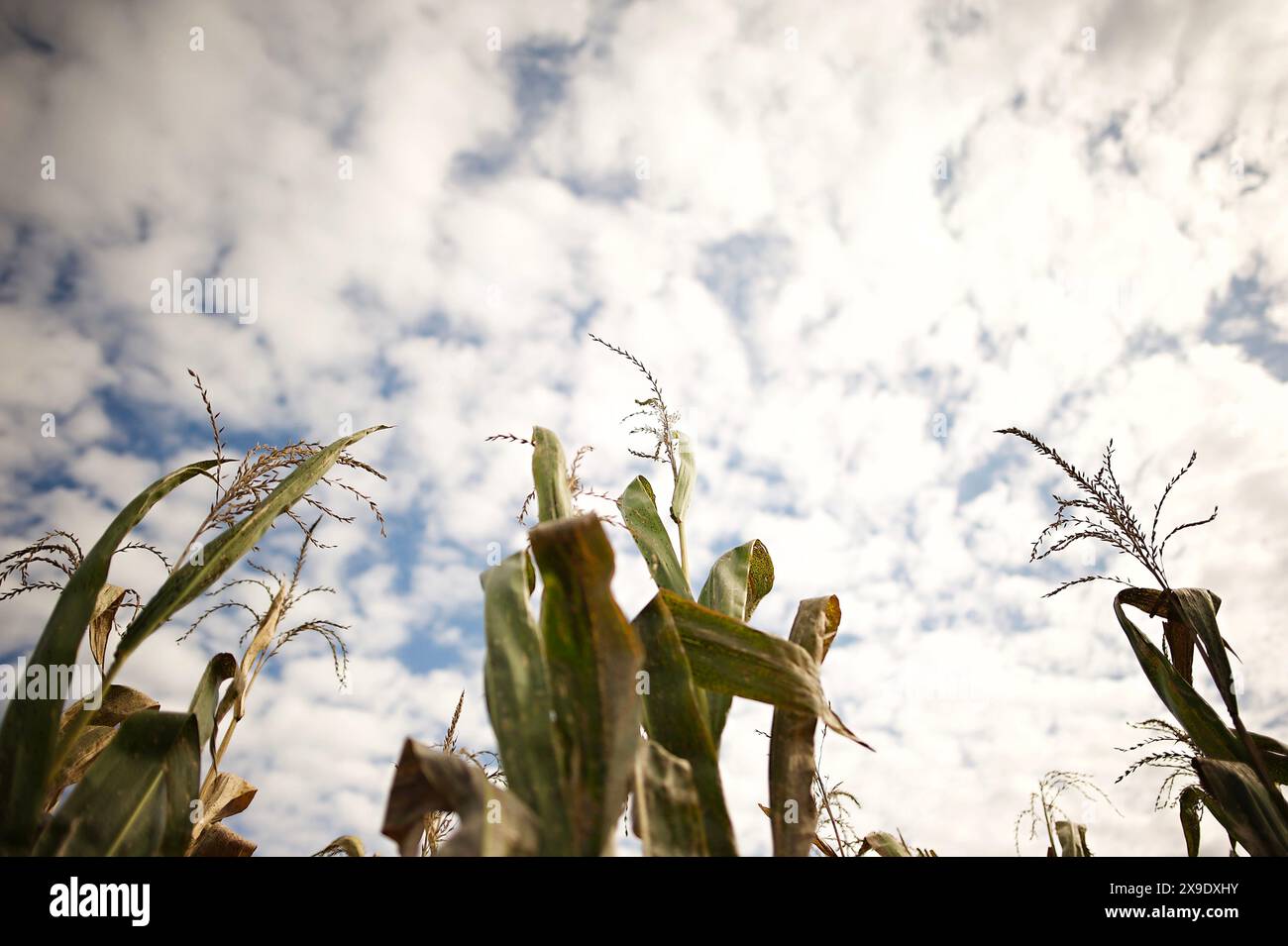 Native american corn field hi-res stock photography and images - Alamy
