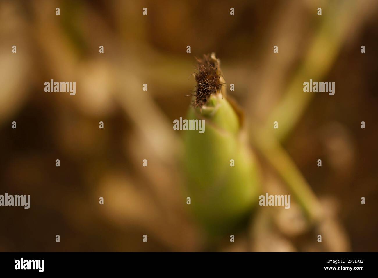 Native american corn field hi-res stock photography and images - Alamy