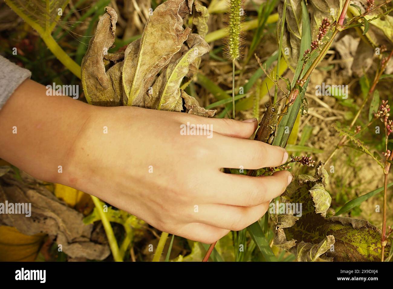 Small hand grabbing green grasshopper in pumpkin field Stock Photo - Alamy