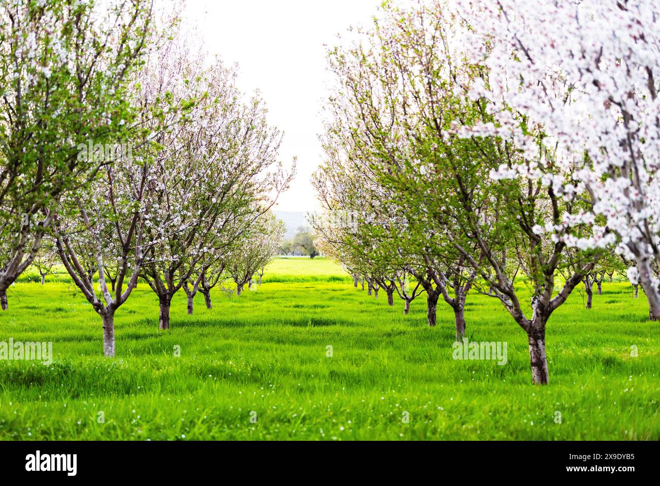 A blooming almond orchard with rows of trees in spring Stock Photo - Alamy