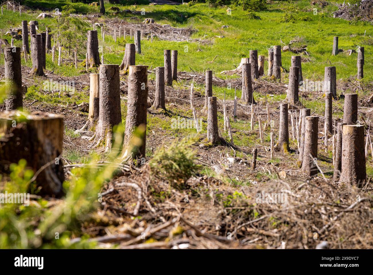Clearing with Tree Stumps Due to Pest Infestation Management in the ...