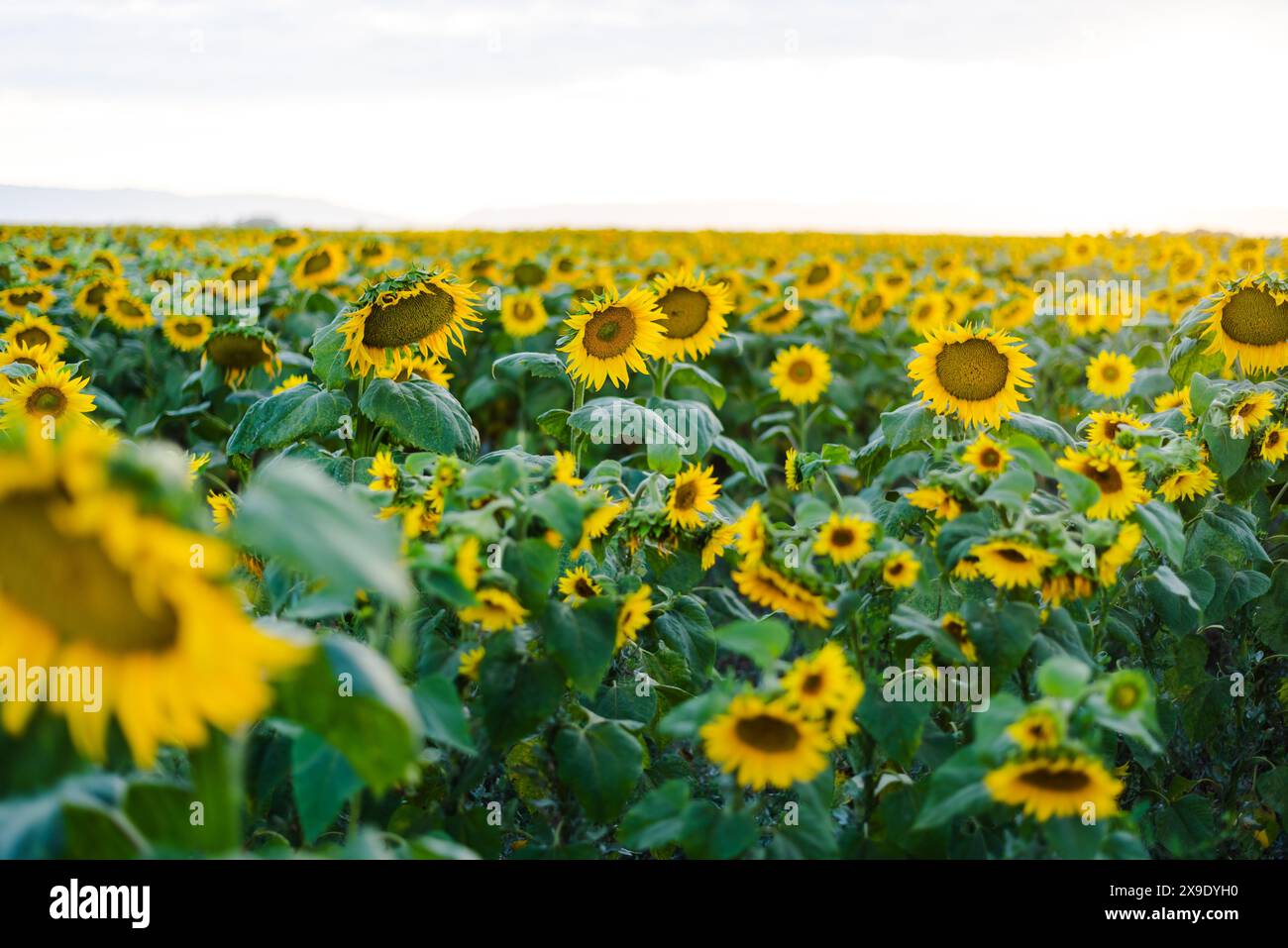 Expansive sunflower field under hi-res stock photography and images - Alamy