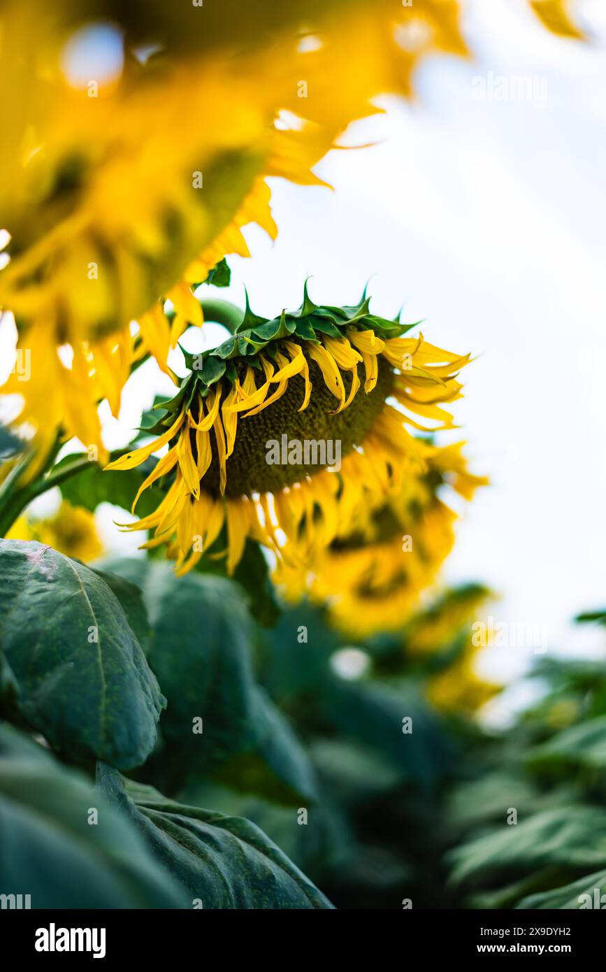Sunflower with drooping petals, surrounded by lush green leaves Stock ...