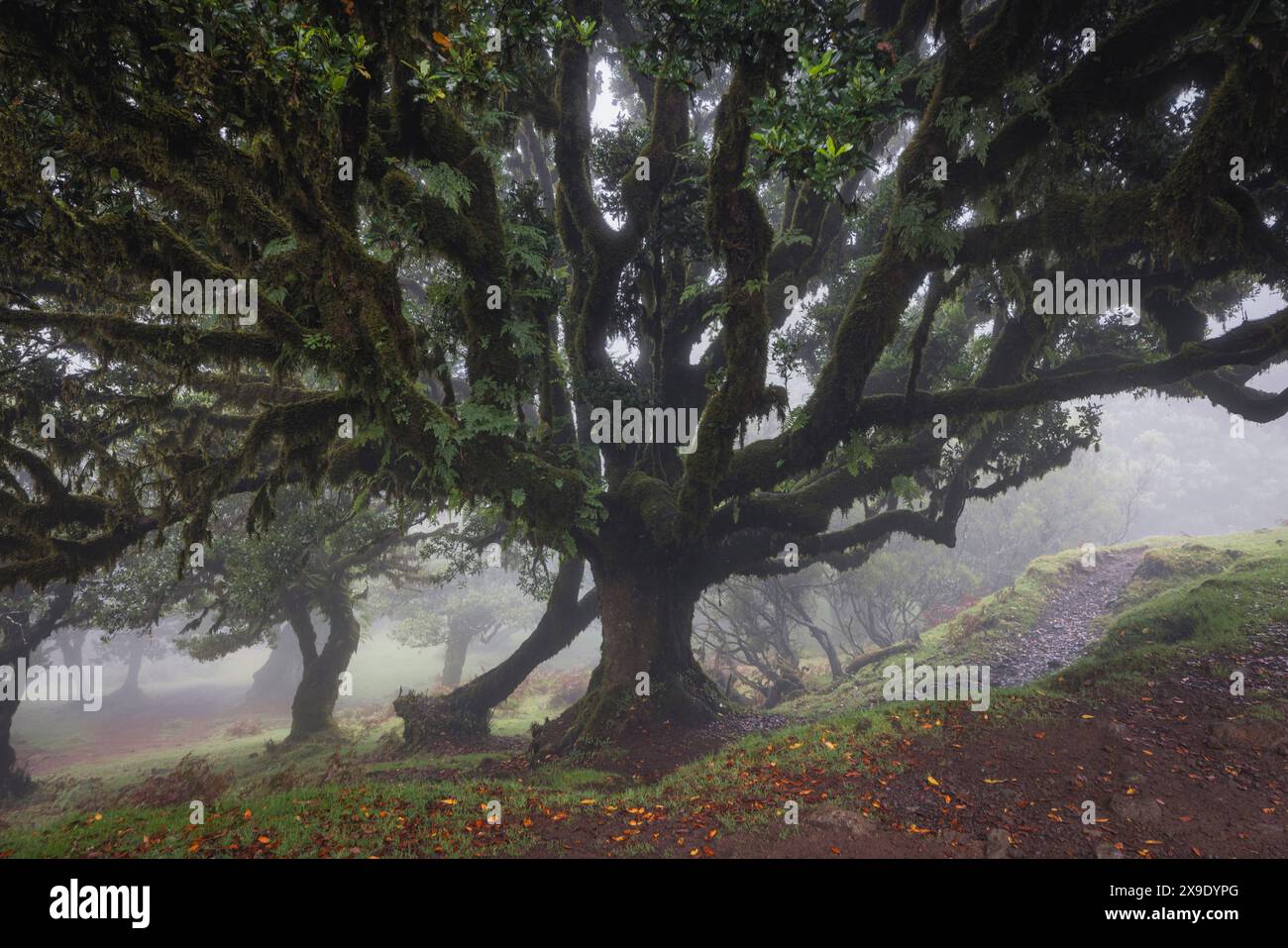 Mystic Foggy Forest: Enchanting Views from Fanal Woods Stock Photo - Alamy