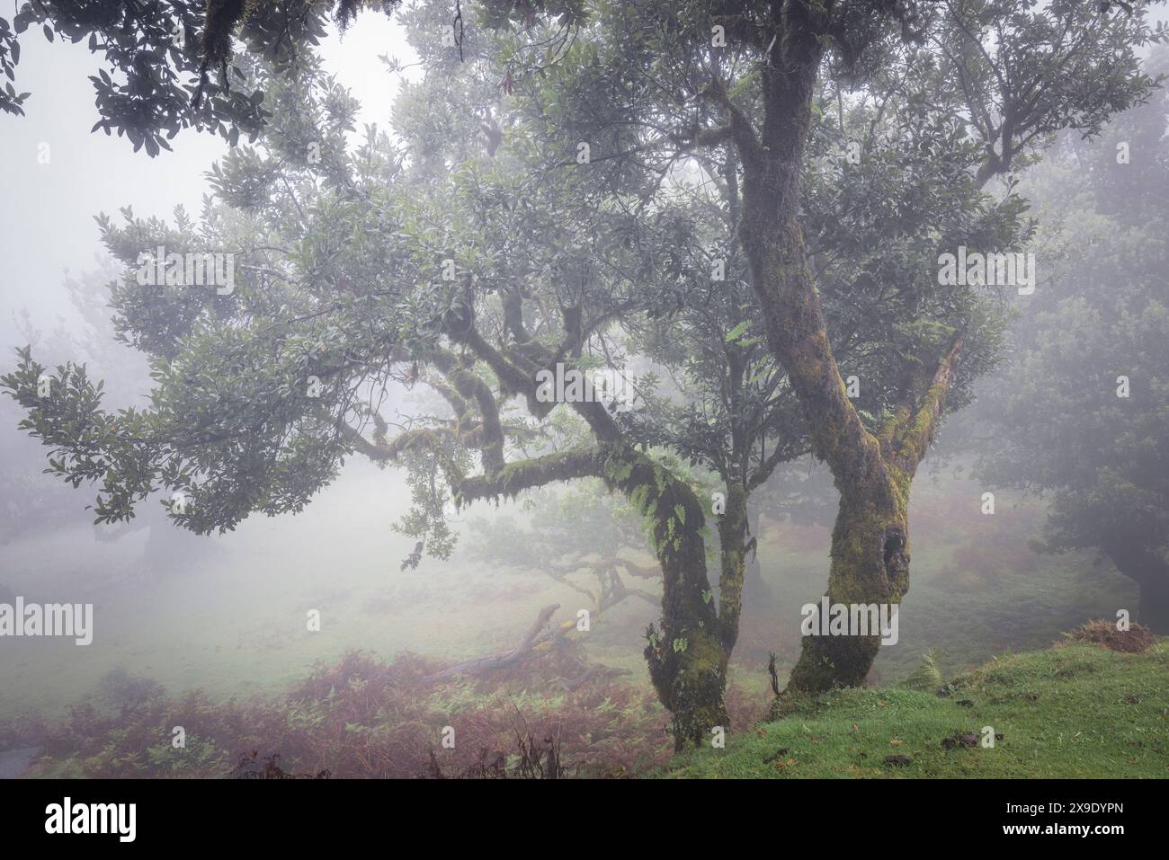 Mystic Foggy Forest: Enchanting Views from Fanal Woods Stock Photo - Alamy