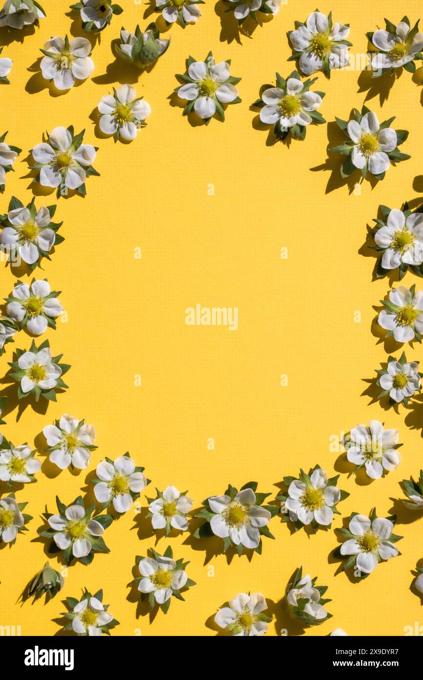 White flowers arranged in a circular pattern on a yellow backgro Stock ...