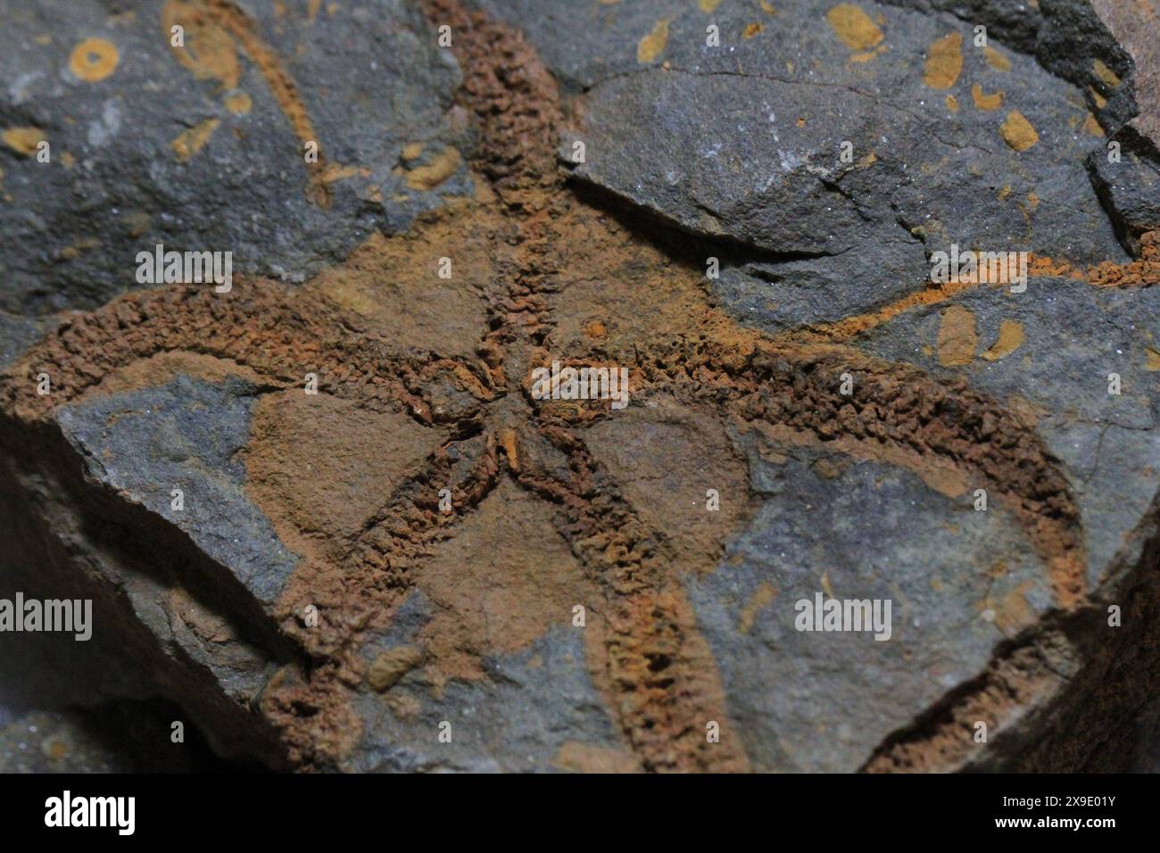 sea star fossil as very nice natural background Stock Photo - Alamy