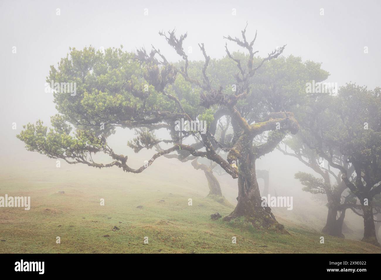 Mystic Foggy Forest: Enchanting Views from Fanal Woods Stock Photo - Alamy