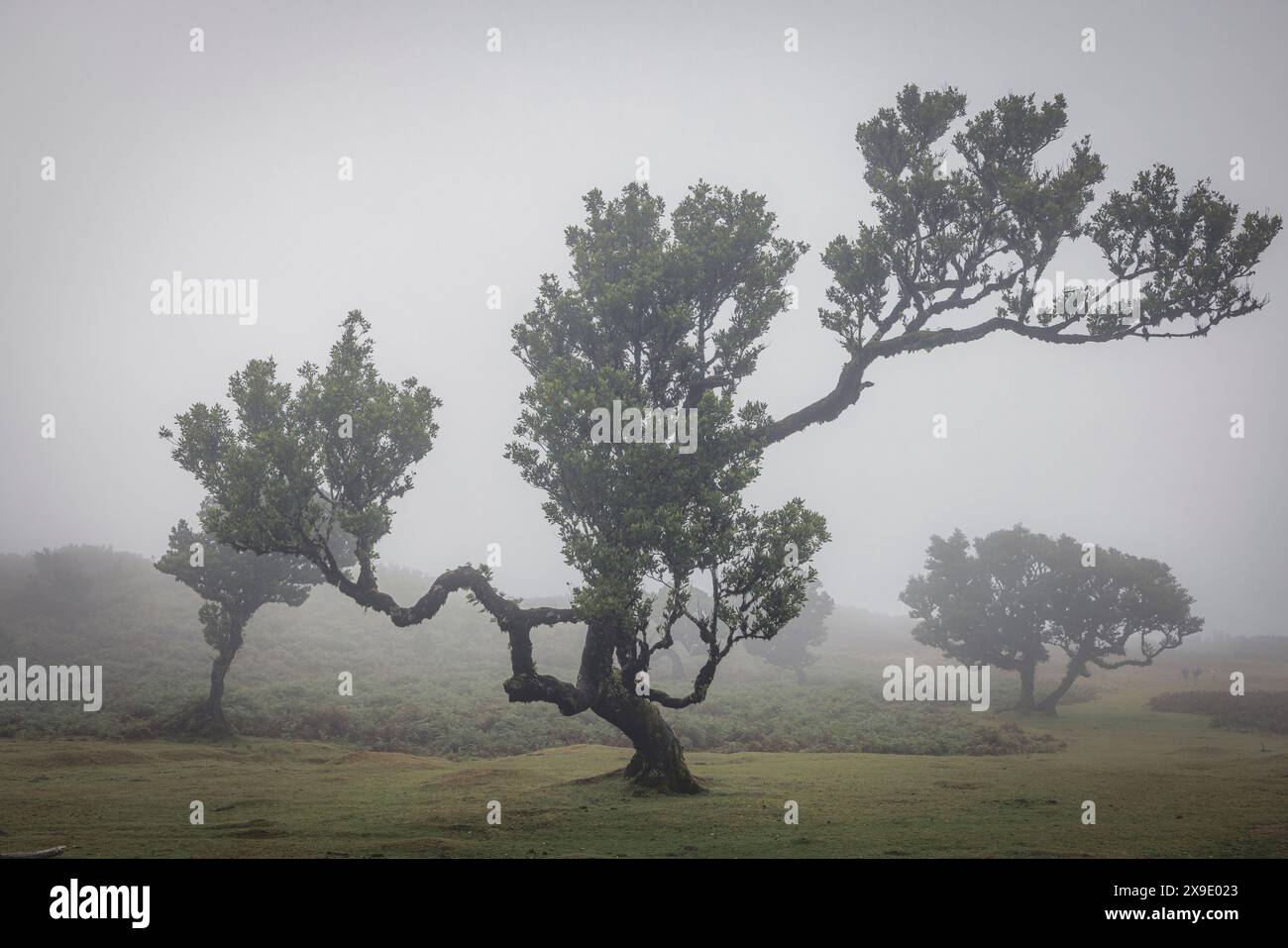 Mystic Foggy Forest: Enchanting Views from Fanal Woods Stock Photo - Alamy