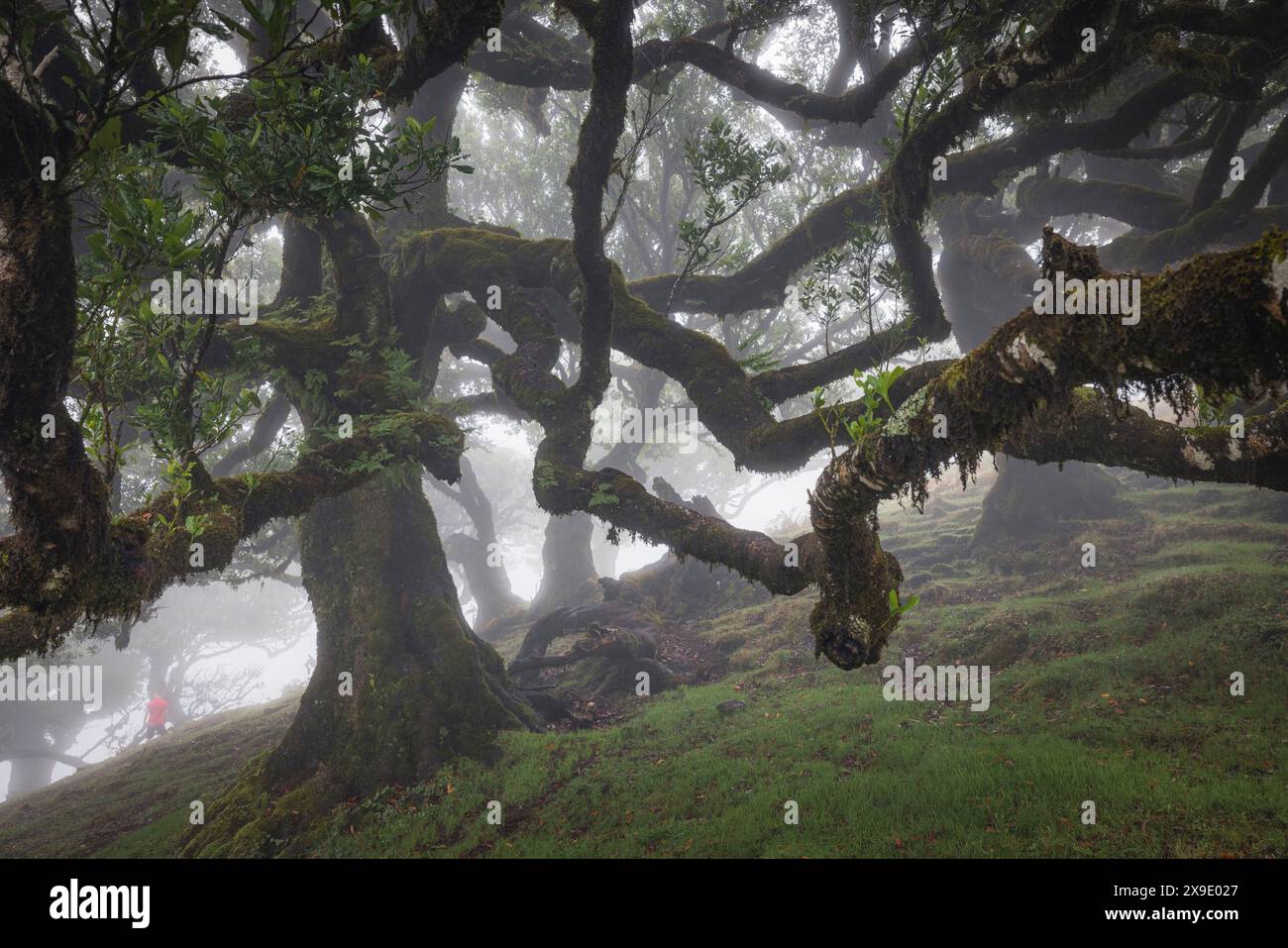 Mystic Foggy Forest: Enchanting Views from Fanal Woods Stock Photo - Alamy