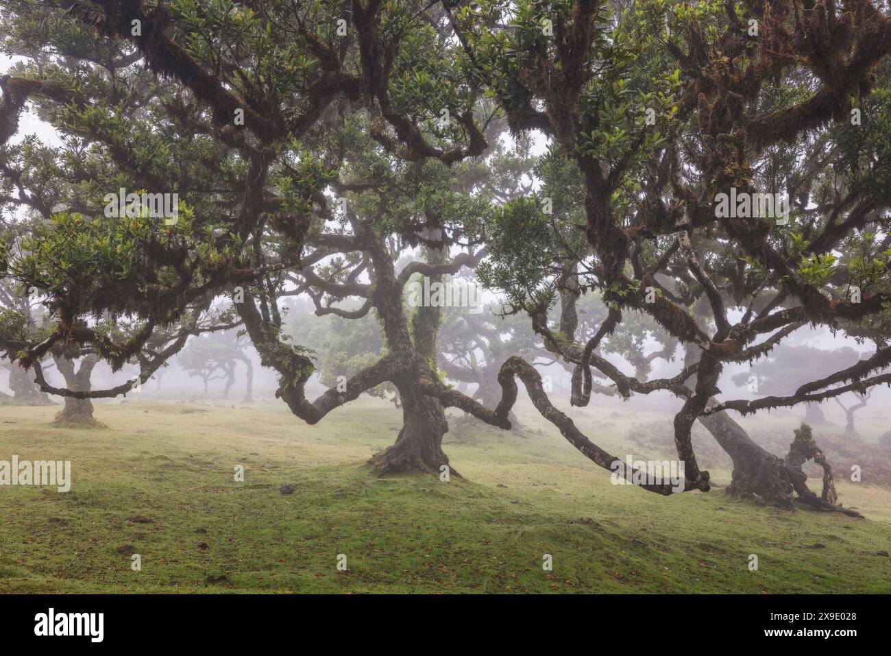 Mystic Foggy Forest: Enchanting Views from Fanal Woods Stock Photo - Alamy