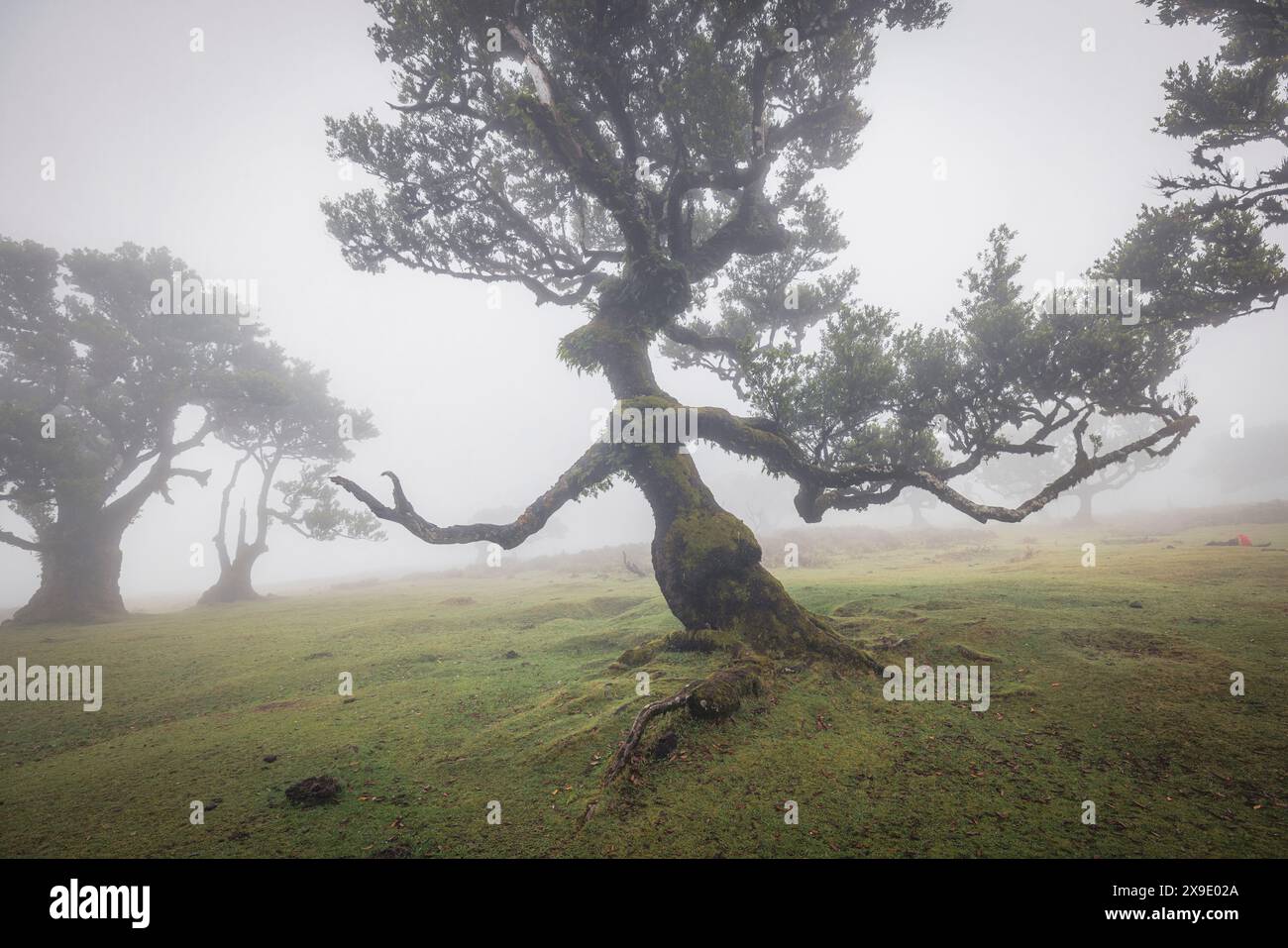 Mystic Foggy Forest: Enchanting Views from Fanal Woods Stock Photo - Alamy