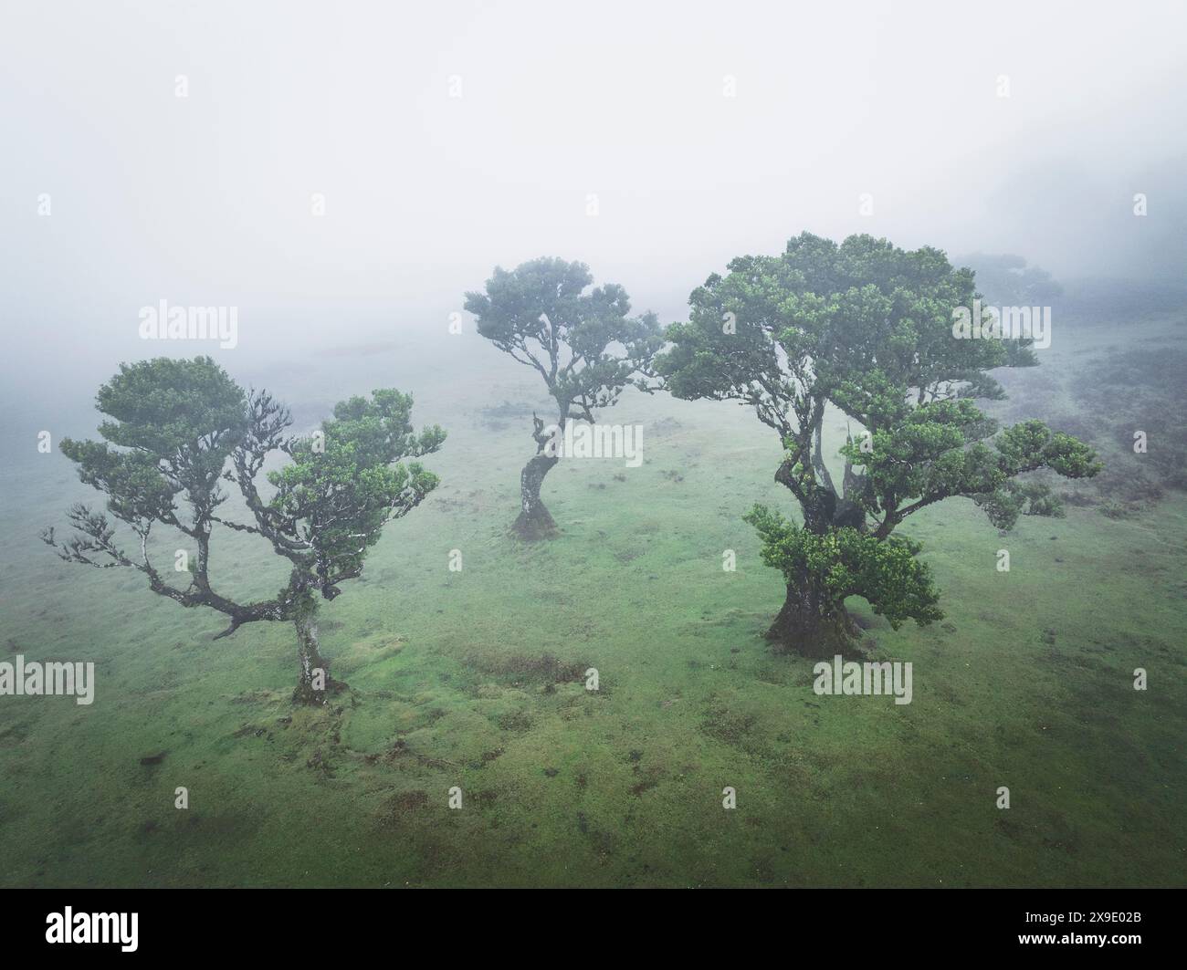 Mystic Foggy Forest: Enchanting Views from Fanal Woods Stock Photo - Alamy