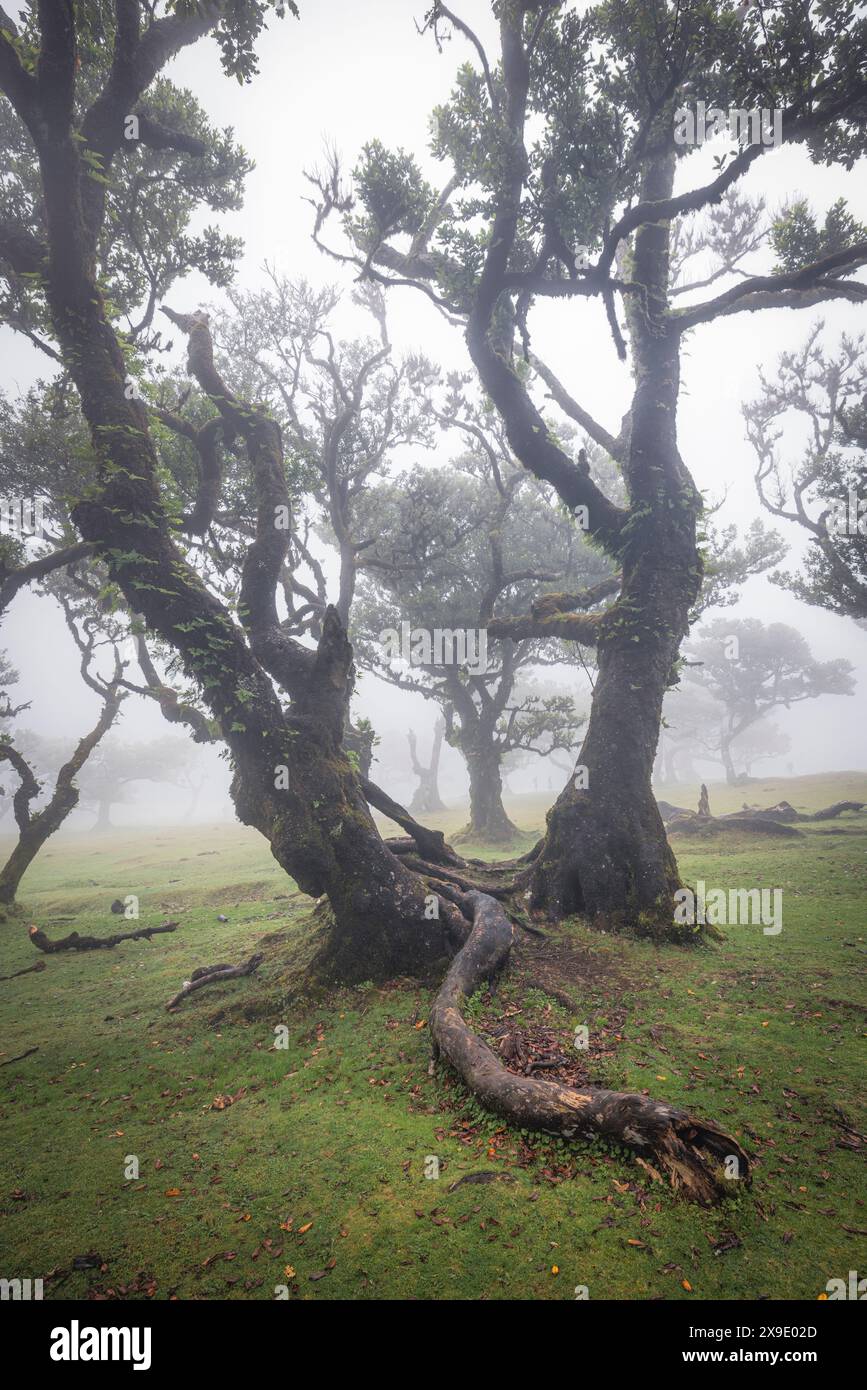 Mystic Foggy Forest: Enchanting Views from Fanal Woods Stock Photo - Alamy
