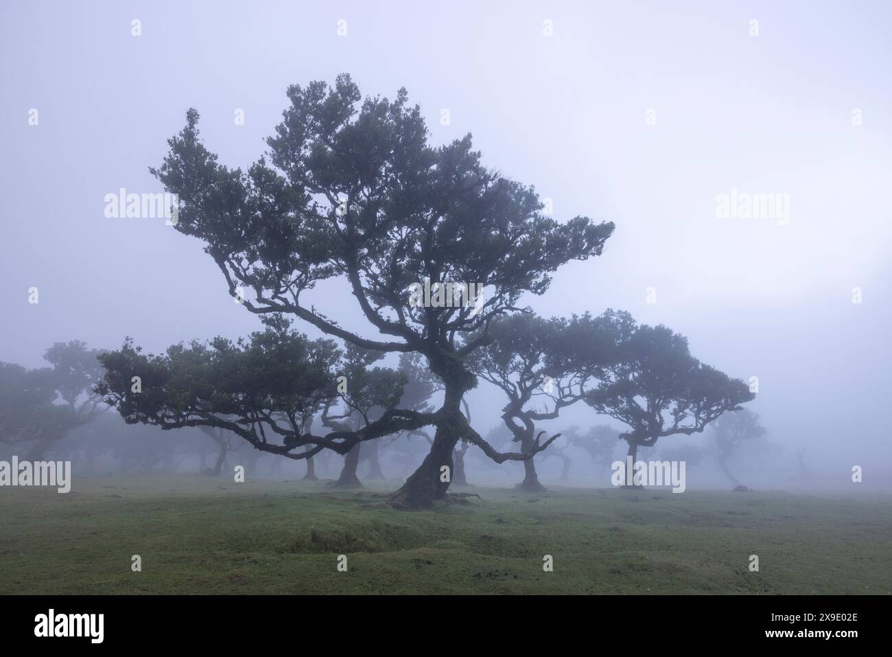 Mystic Foggy Forest: Enchanting Views from Fanal Woods Stock Photo - Alamy