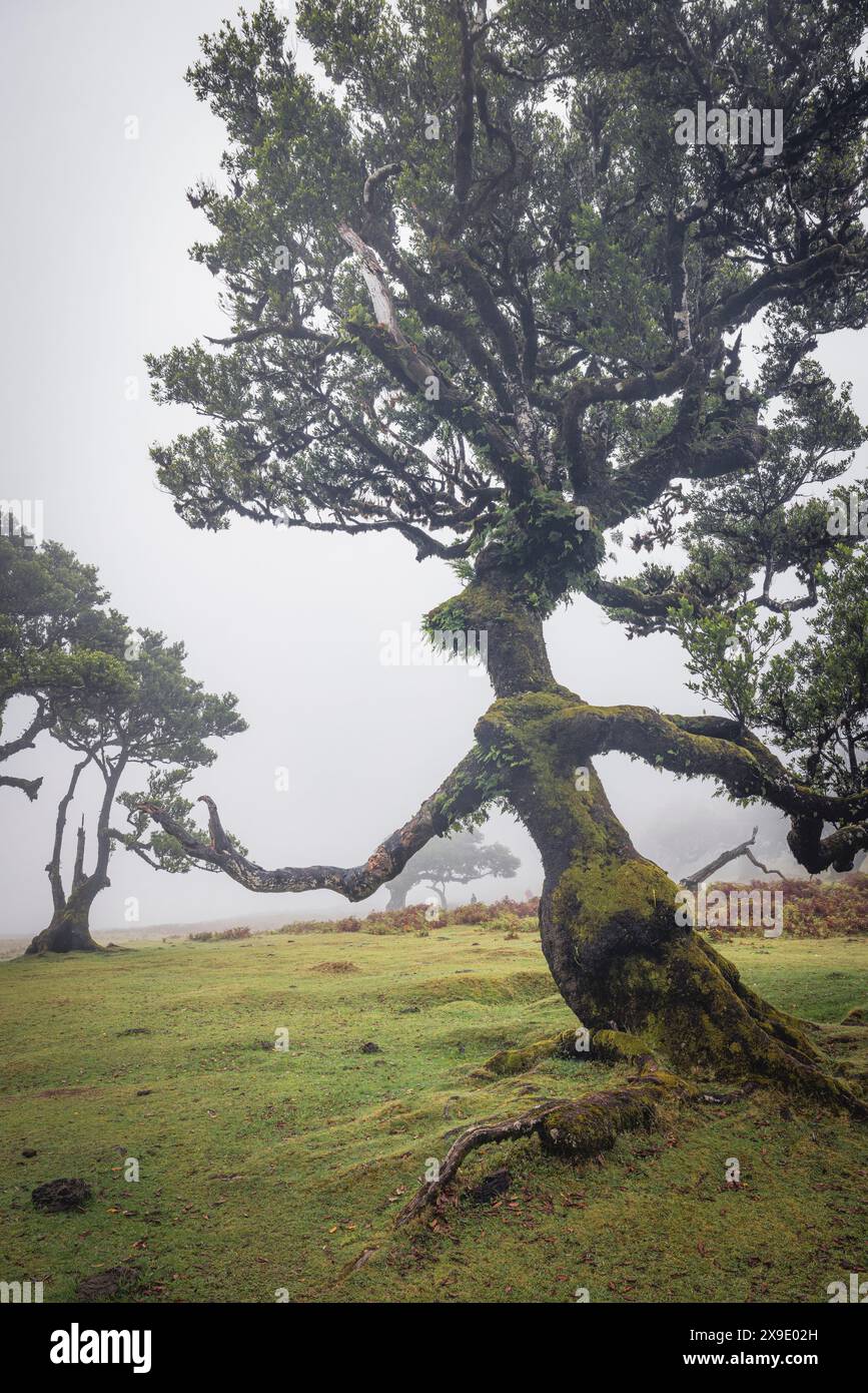 Mystic Foggy Forest: Enchanting Views from Fanal Woods Stock Photo - Alamy