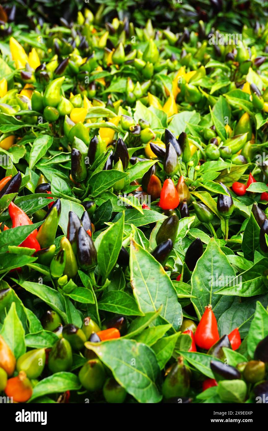 red chilli plants as nice natural gourmet background Stock Photo - Alamy