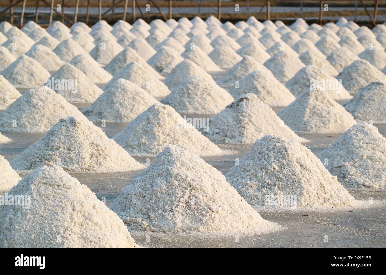 Harvested Sea Salt Piles Being Left to Sun-dried for Days at the Salt ...