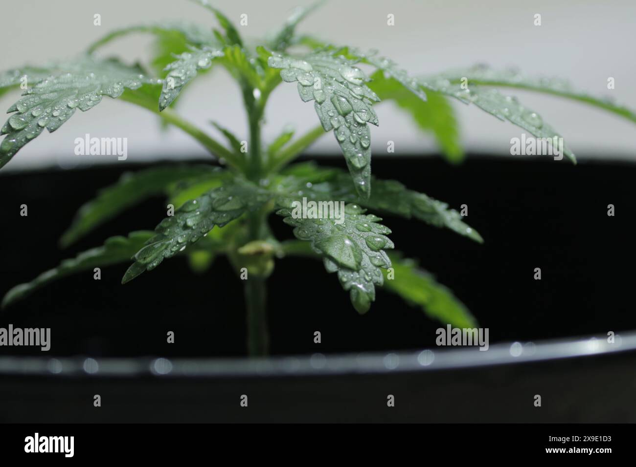 cannabis, marijuana plant growing in soil Stock Photo - Alamy