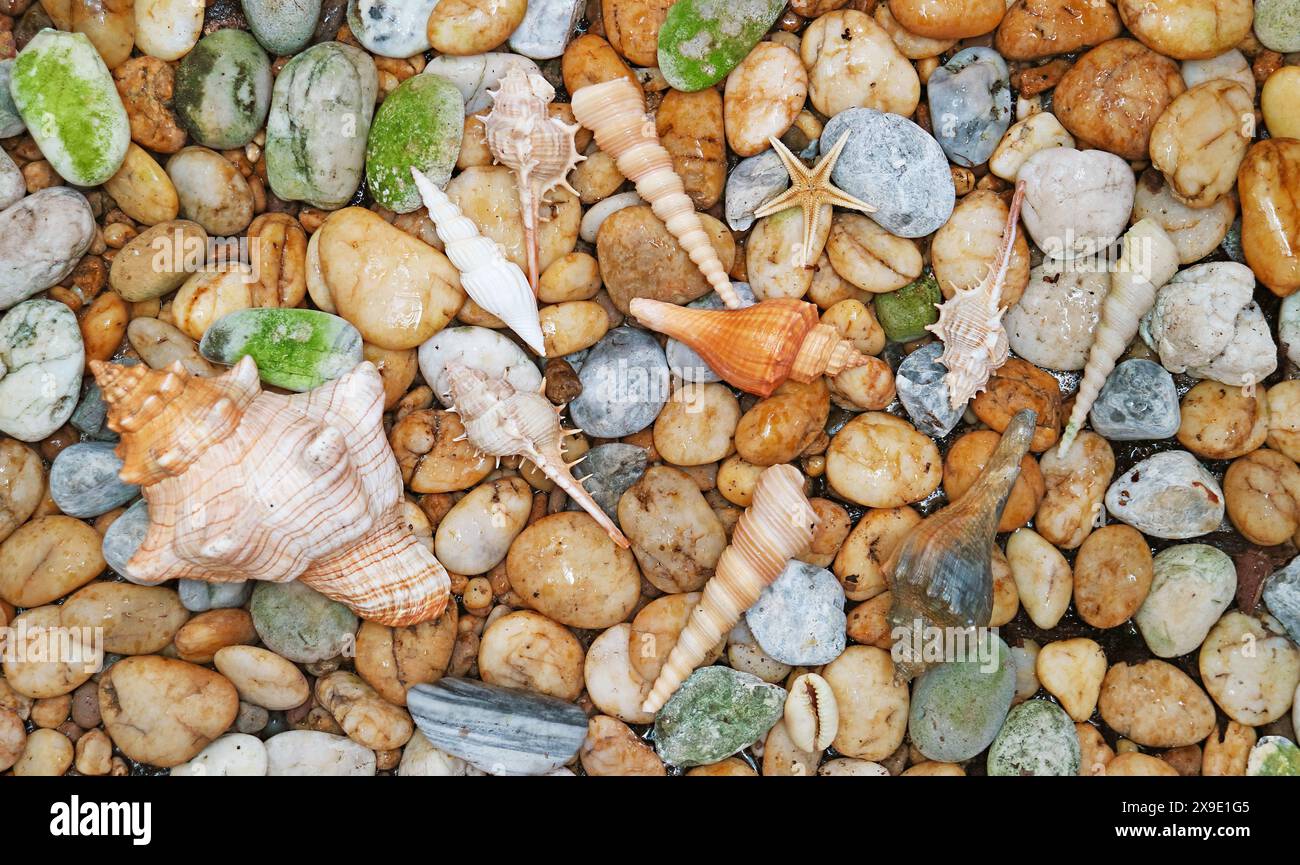 Various Sizes of Tiny Seashells on Pebble Stone for the Concept of ...