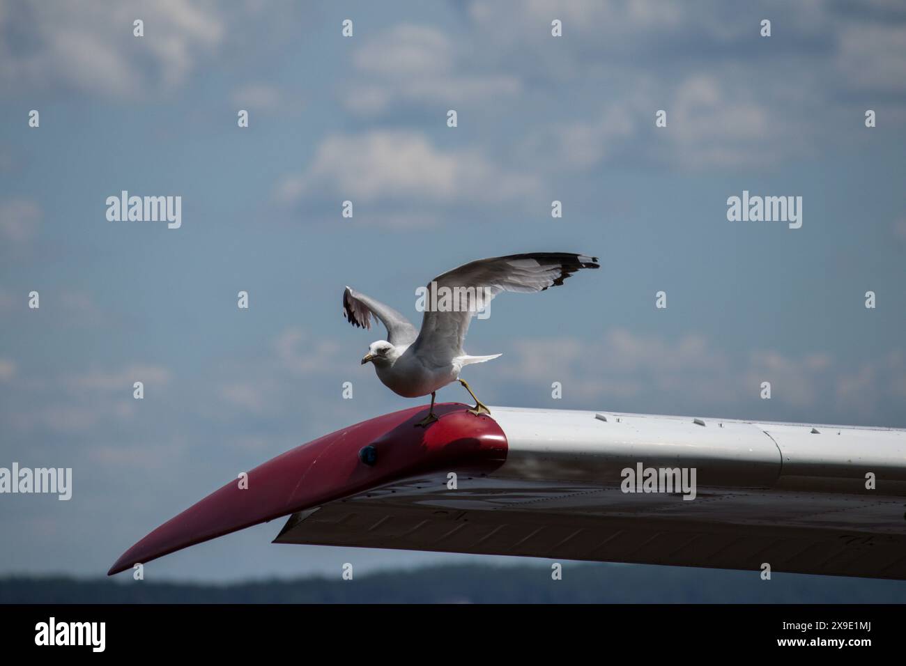 seagull taking flight from plain wing Stock Photo - Alamy