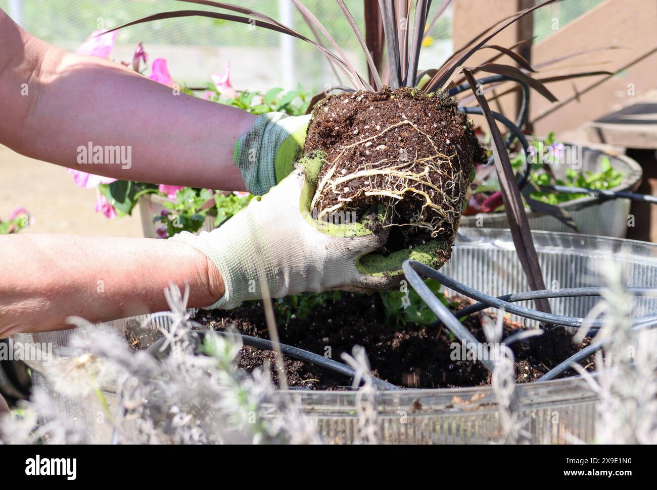 Gloved hands holding a root-bound plant for replanting Stock Photo - Alamy