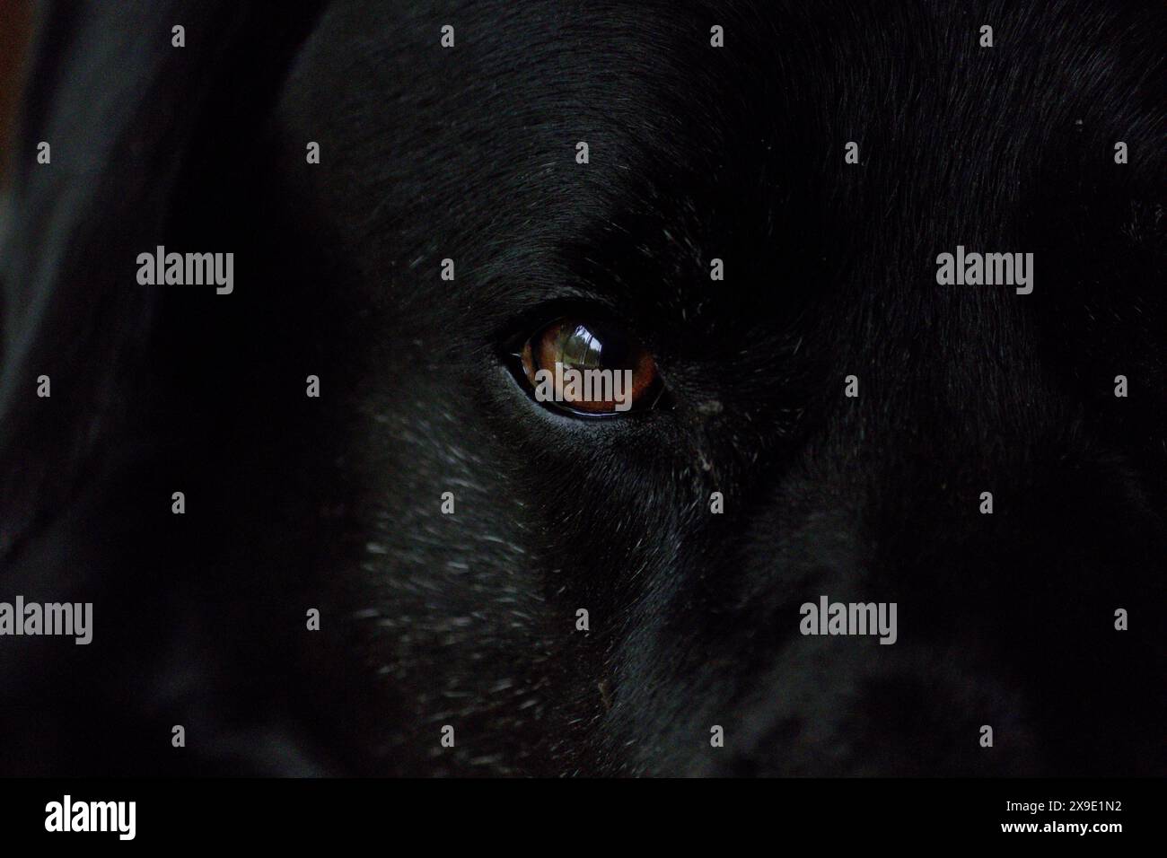 close up of dogs eye Stock Photo - Alamy