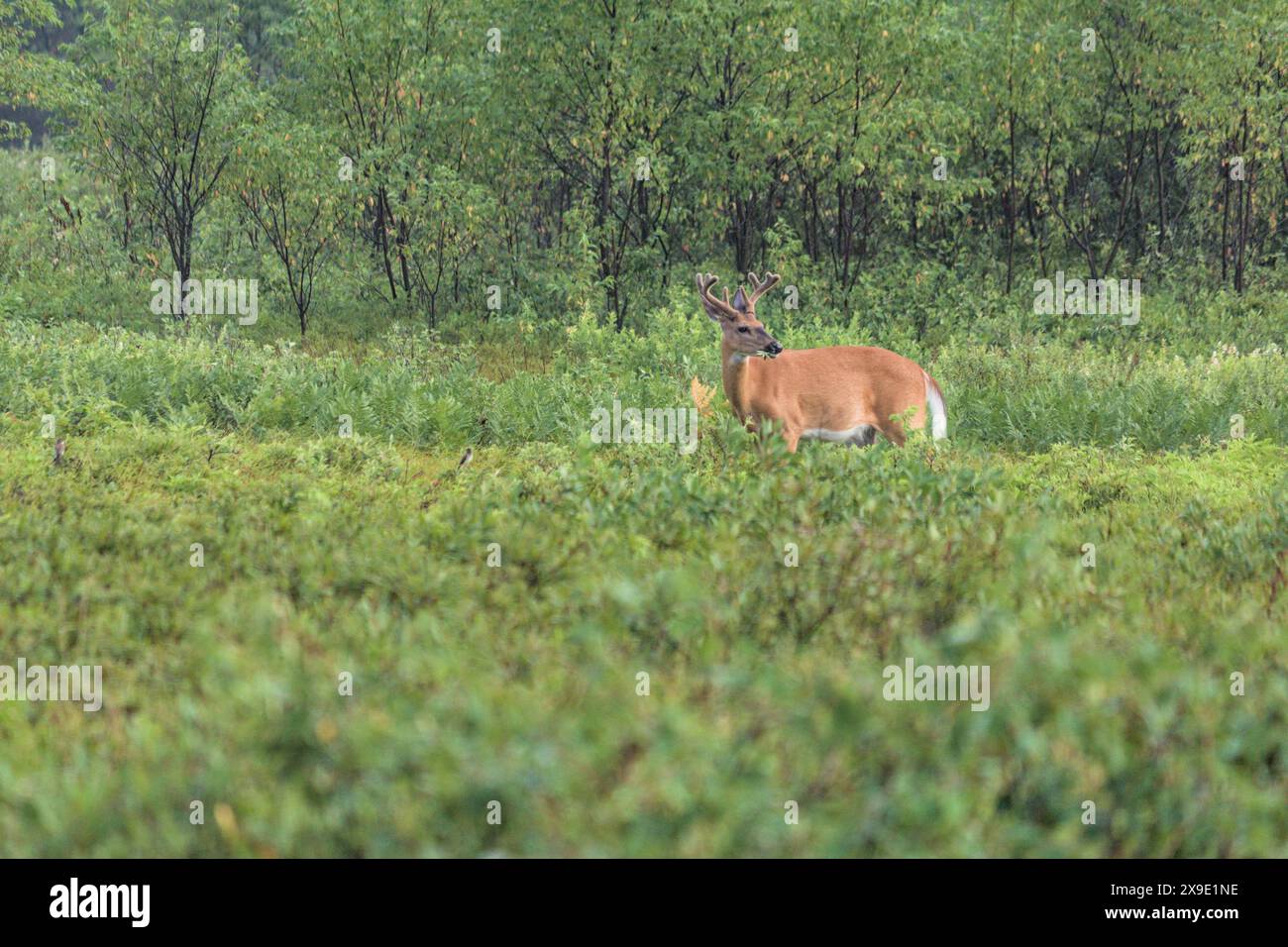 whitetail deer walking in low brush Stock Photo - Alamy