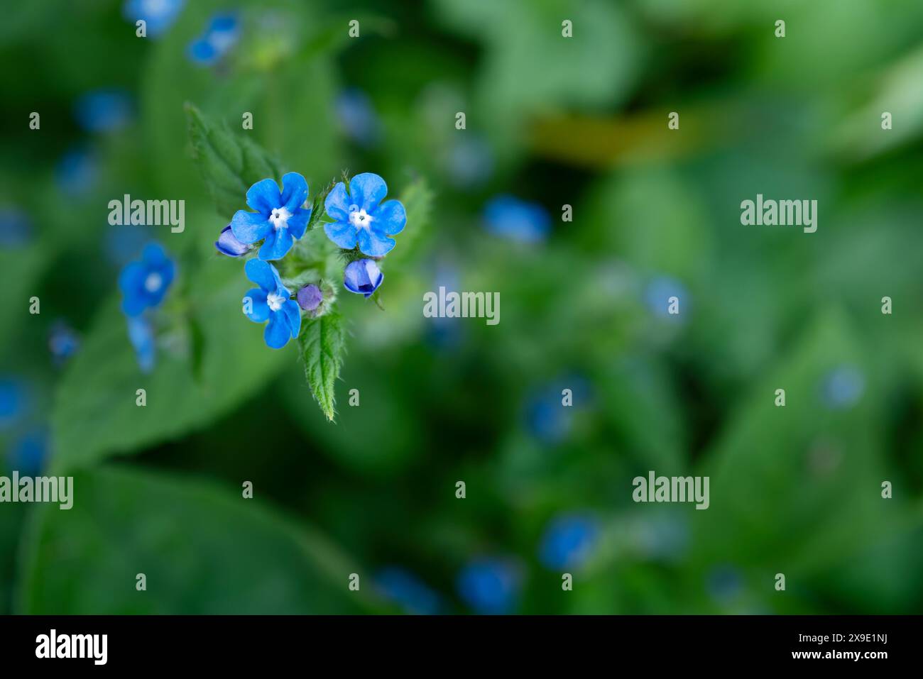 Pretty blue flowers Green Alkanet Plant Pentaglottis sempervirens ...