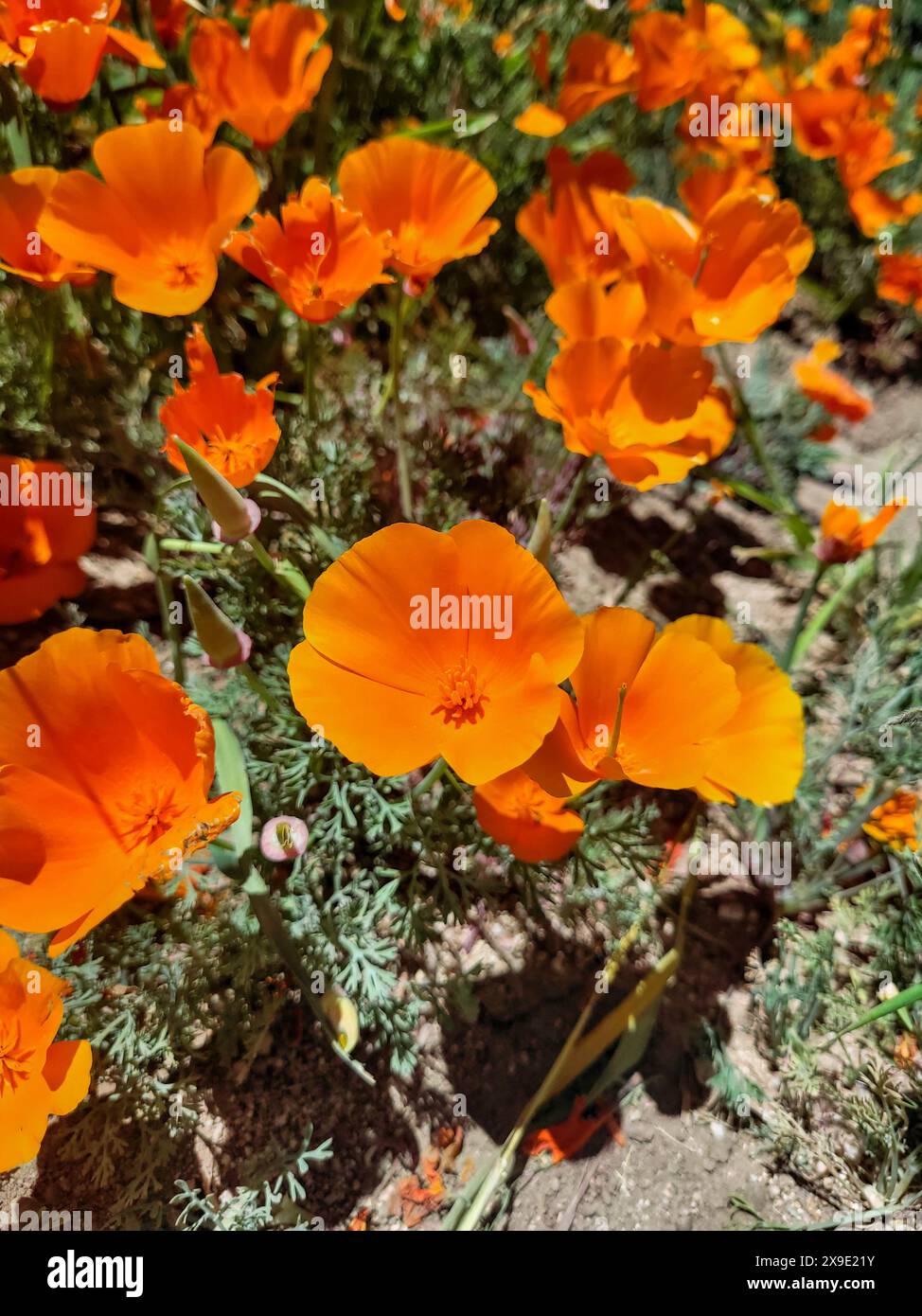 Vibrant Blooms at Antelope Valley California Poppy Reserve Stock Photo ...