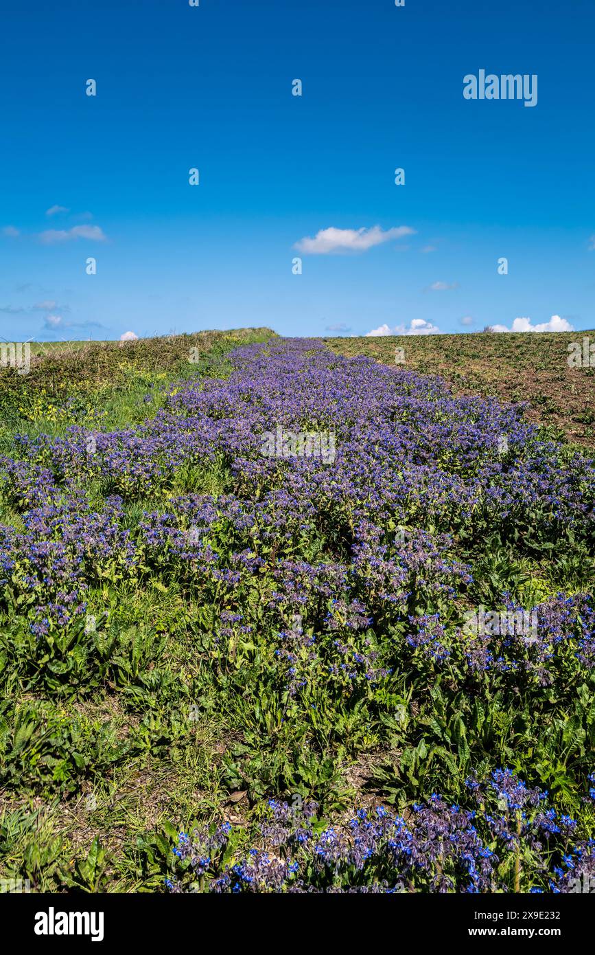 Borage growing in a field on West Pentire farmland in Newquay in ...