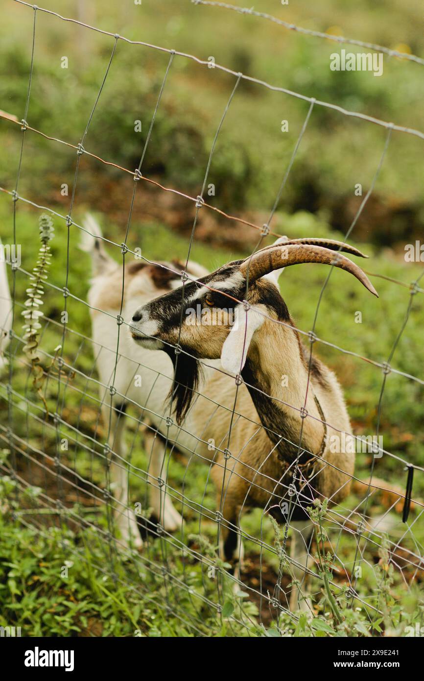 Colorful goat roams behind barbed wire fence on farm Stock Photo - Alamy