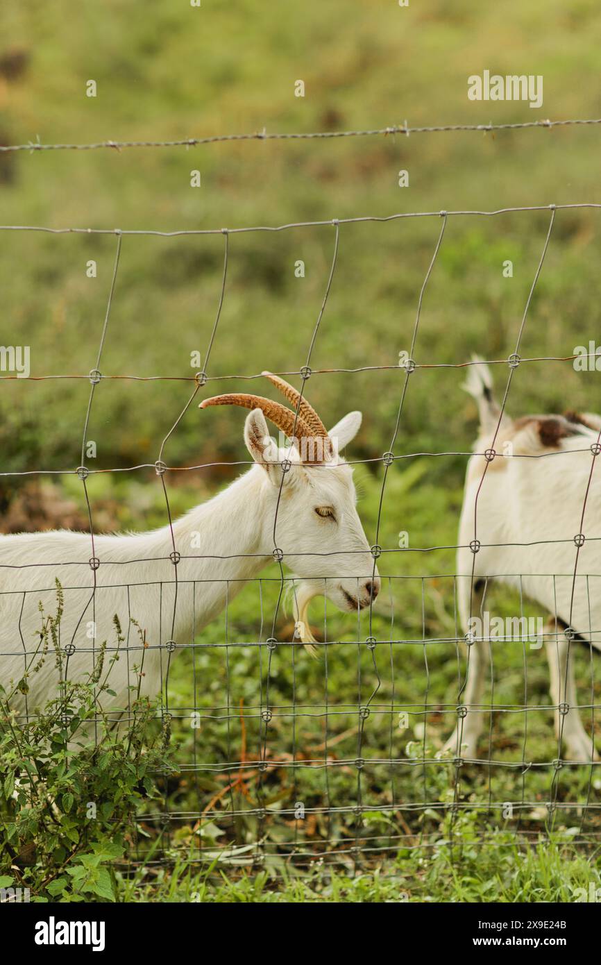 White goat roams behind barbed wire fence on farm Stock Photo - Alamy