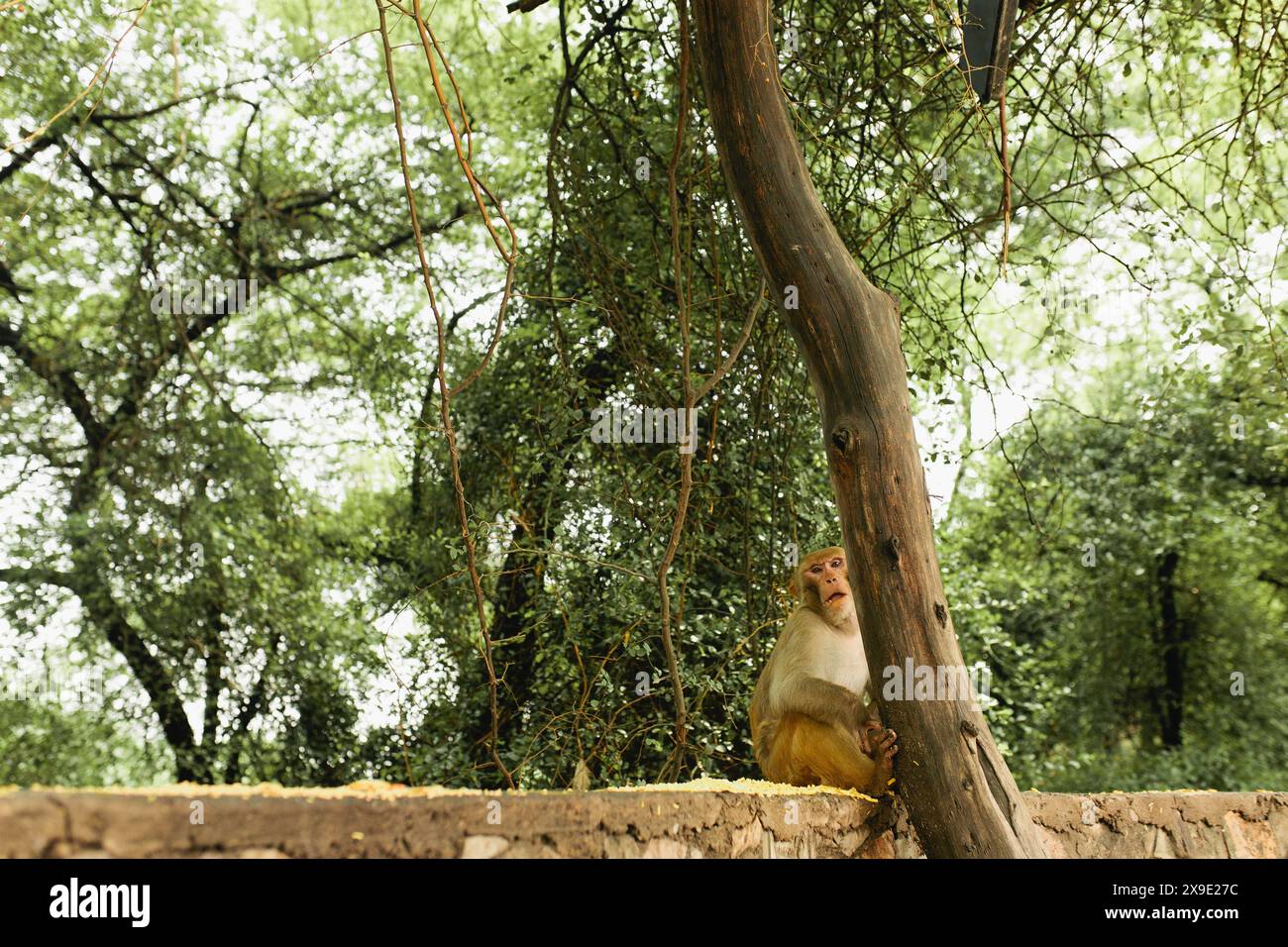 Indian monkey sits on wall by an ancient temple Stock Photo - Alamy
