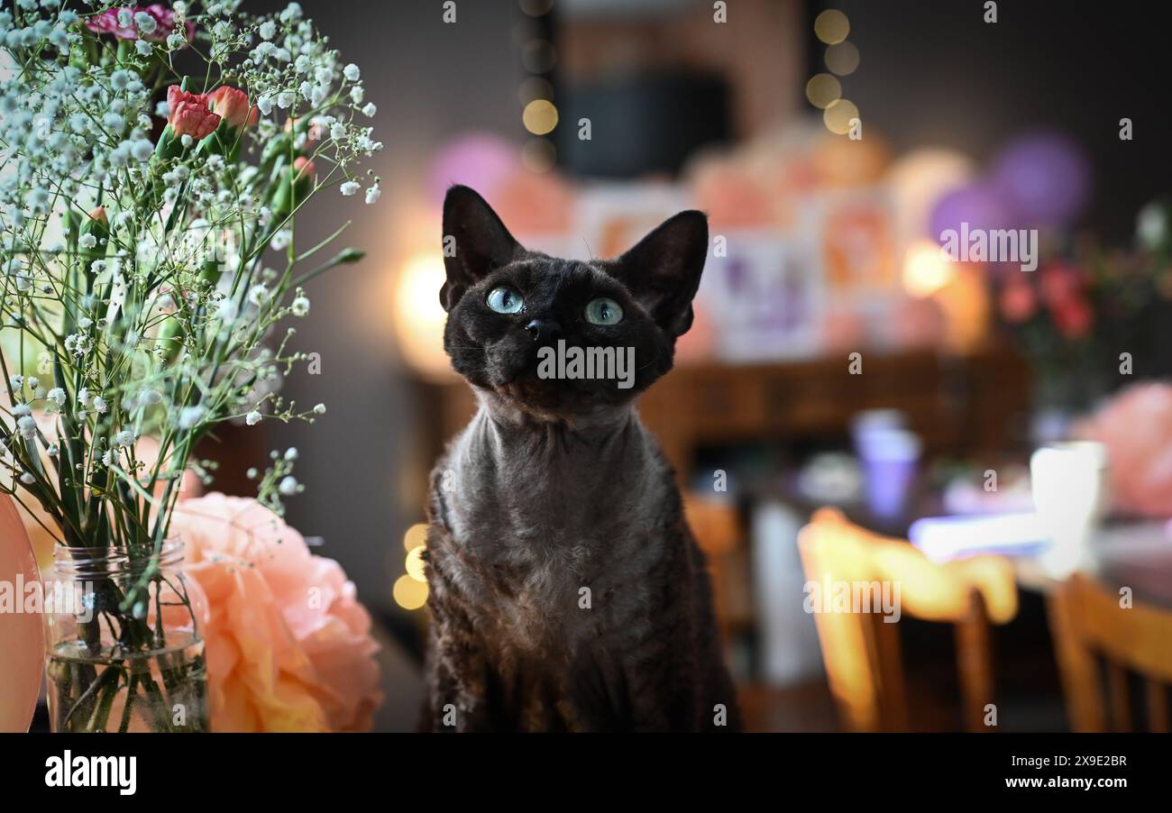 Black devon rax cat with green eyes Stock Photo - Alamy