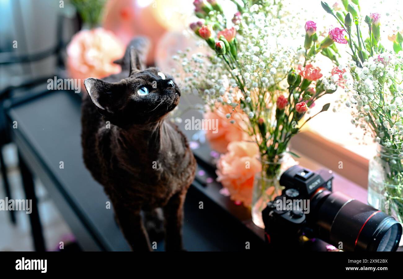 Black devon rax cat smelling flowers Stock Photo - Alamy