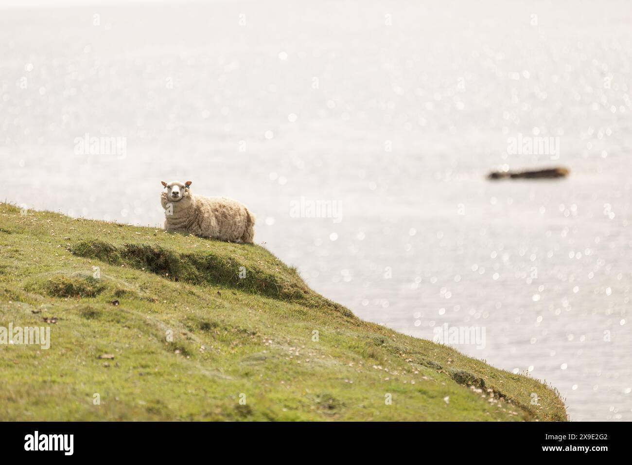 Sheep sitting on a cliff by the ocean Shetland Islands Stock Photo - Alamy