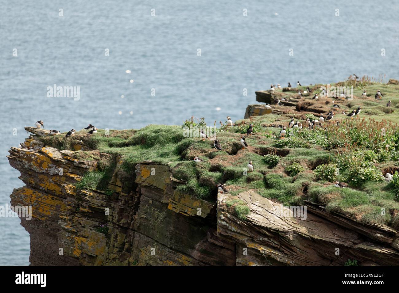 Nesting puffins on cliffs by the ocean Noss Shetland Islands Stock ...