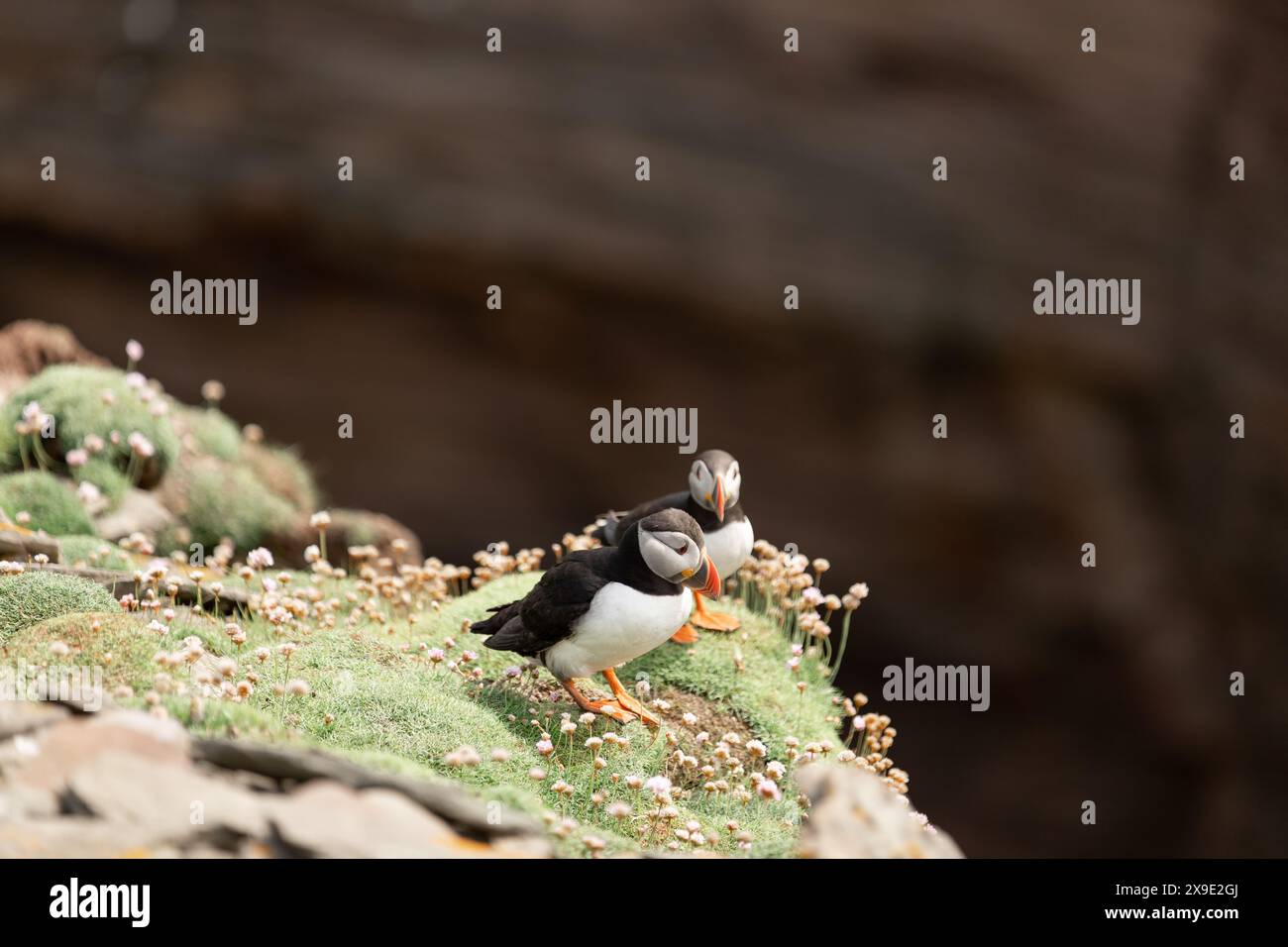 Two puffins on a cliff Noss Shetland Islands Stock Photo - Alamy