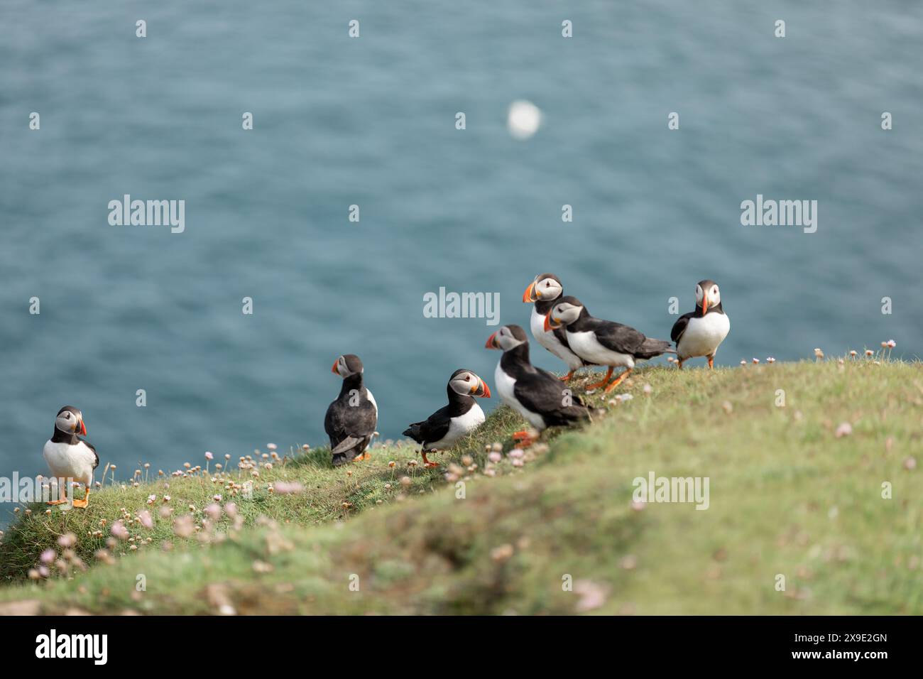 Flock of puffins by the ocean Noss Shetland Islands Stock Photo - Alamy