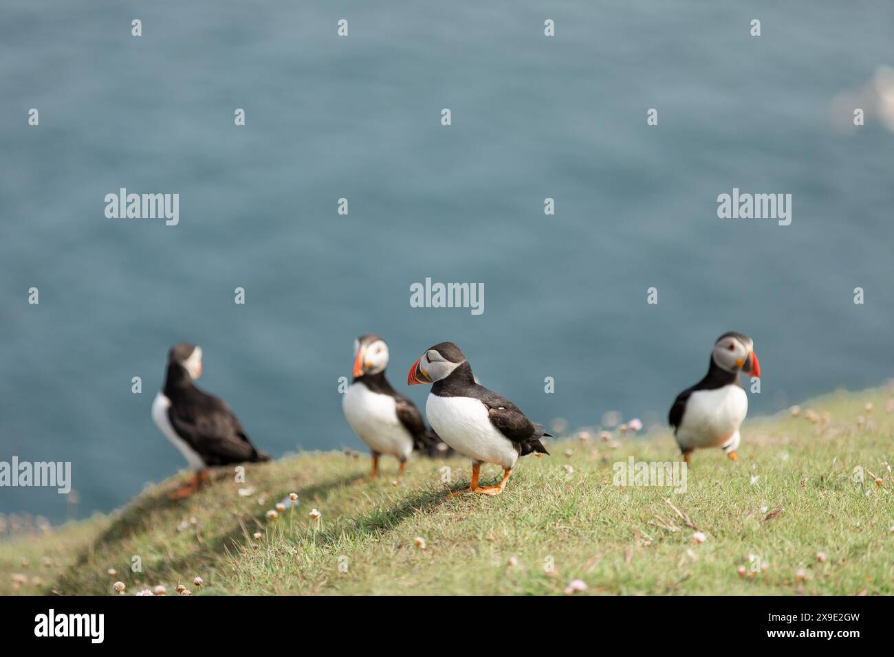 Puffins on cliff by the ocean Noss Shetland Islands Stock Photo - Alamy