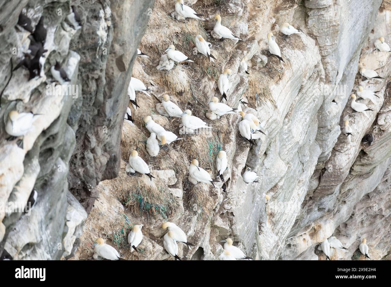 Nesting gannet birds on cliffs Noss Shetland Islands Stock Photo - Alamy