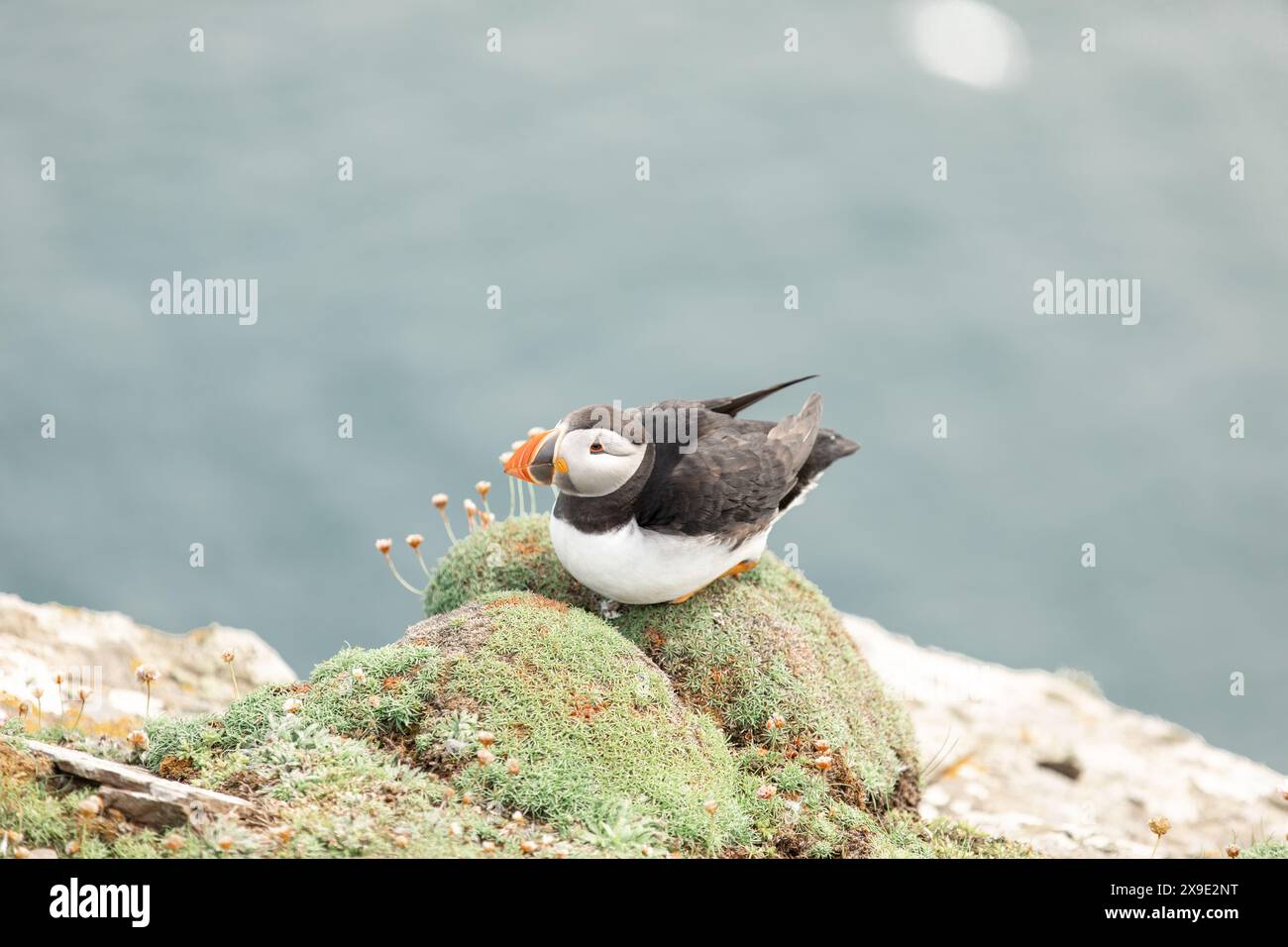 Puffin sitting on rocks at Noss Cliffs Shetland Islands Stock Photo - Alamy