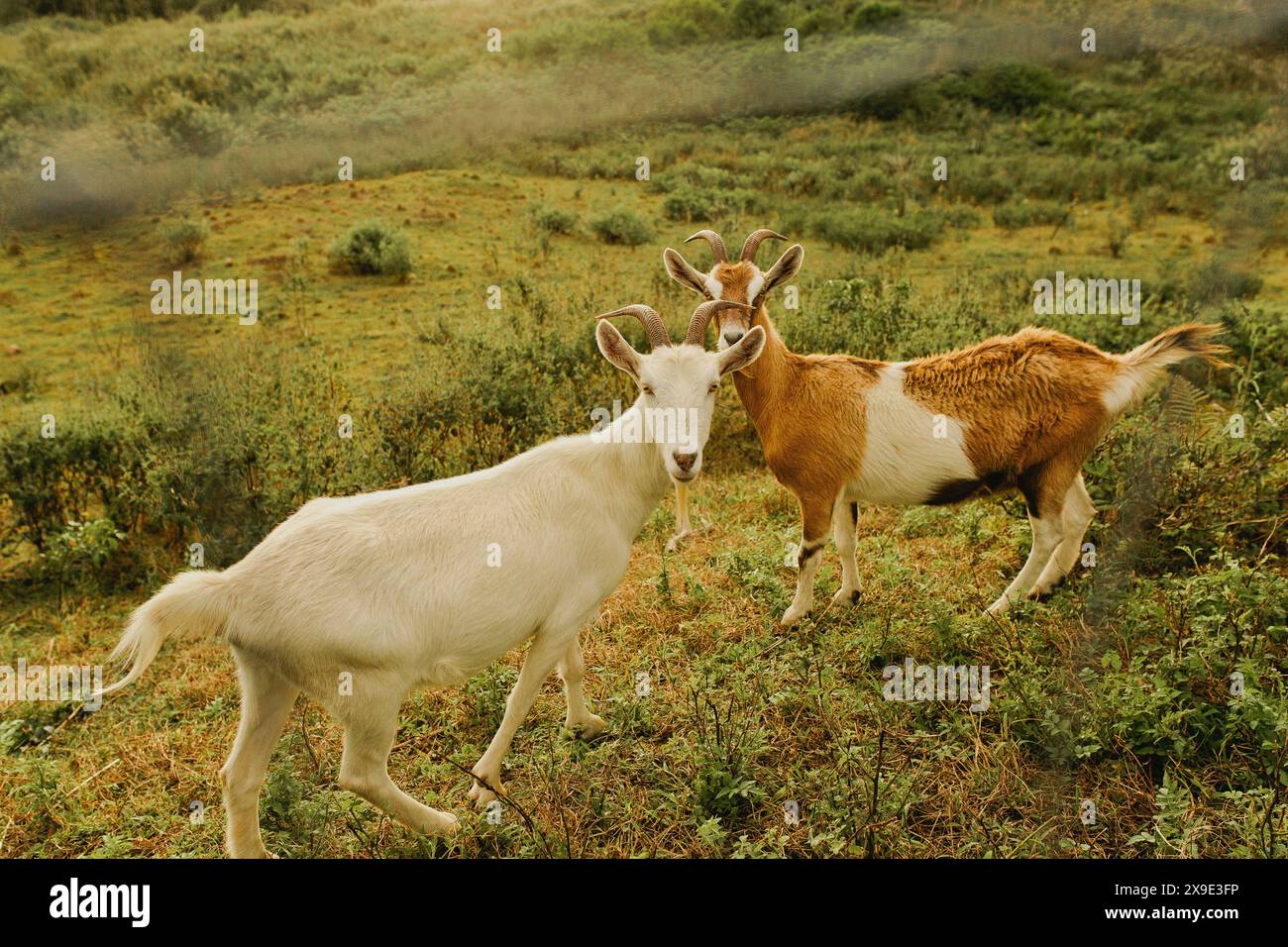 Goats wandering on side of hill Hawaii farm Stock Photo - Alamy